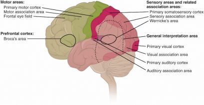Advantages Of Cephalization – Royal Pitch